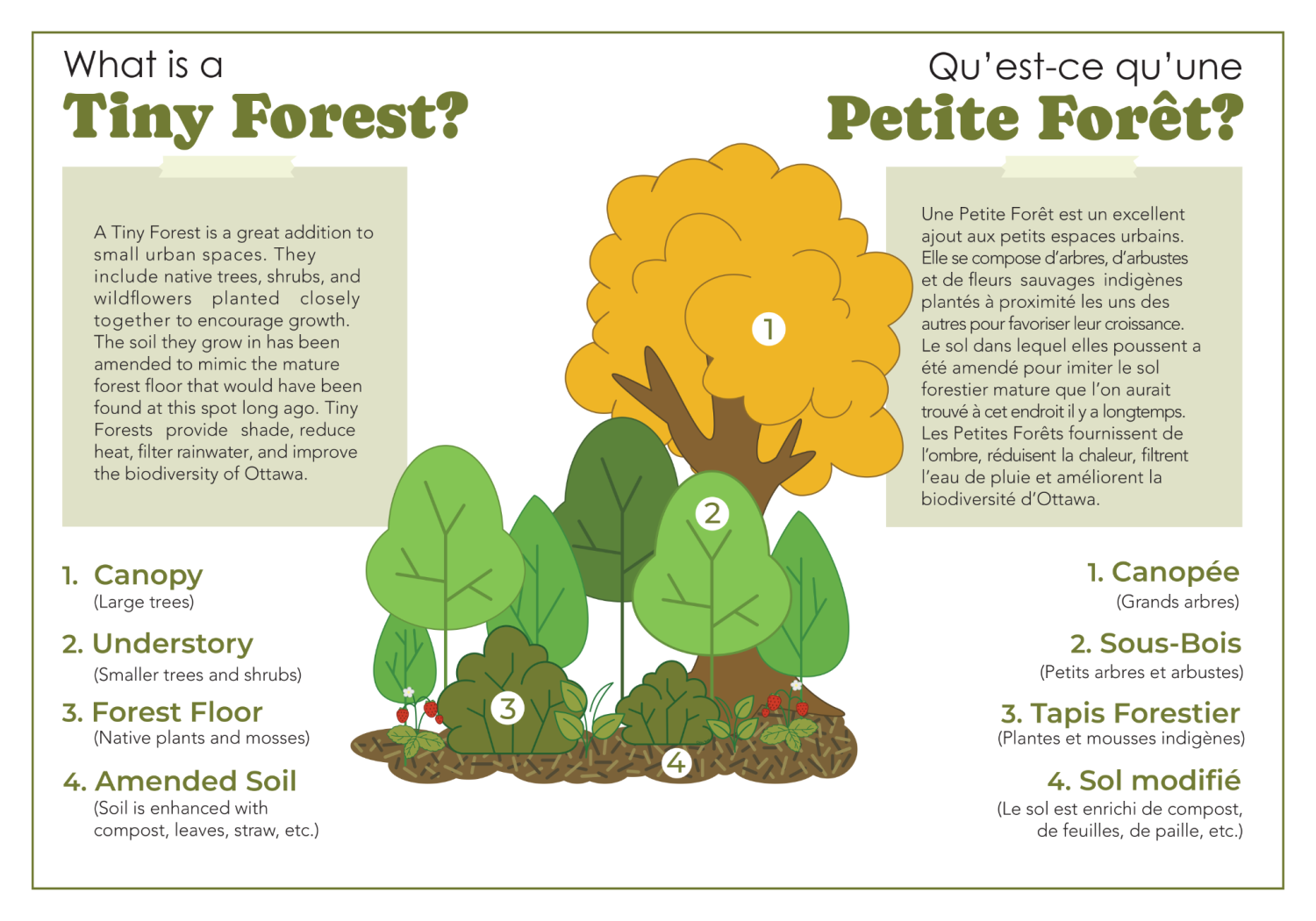 Tiny Forests | EnviroCentre