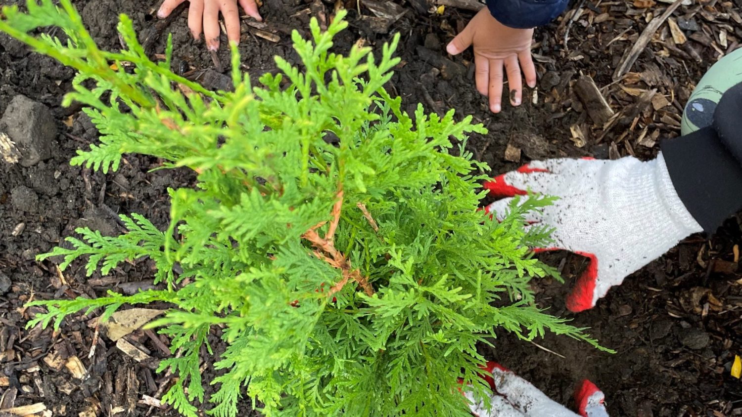 Tiny Forests | EnviroCentre