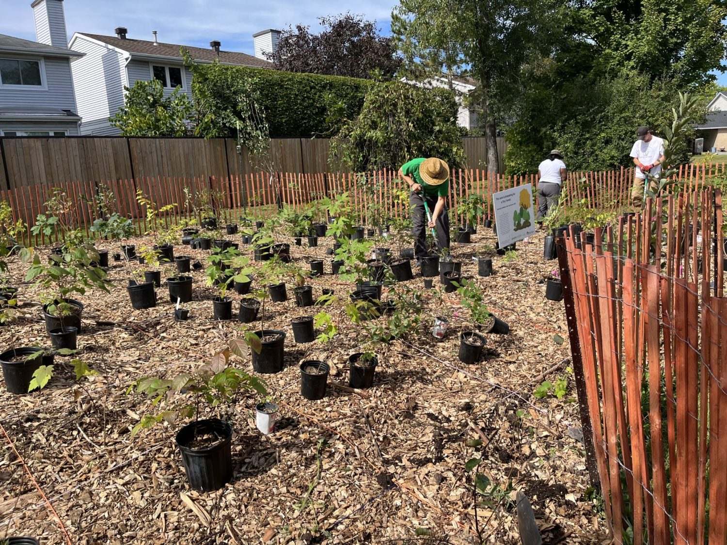Tiny Forests | EnviroCentre